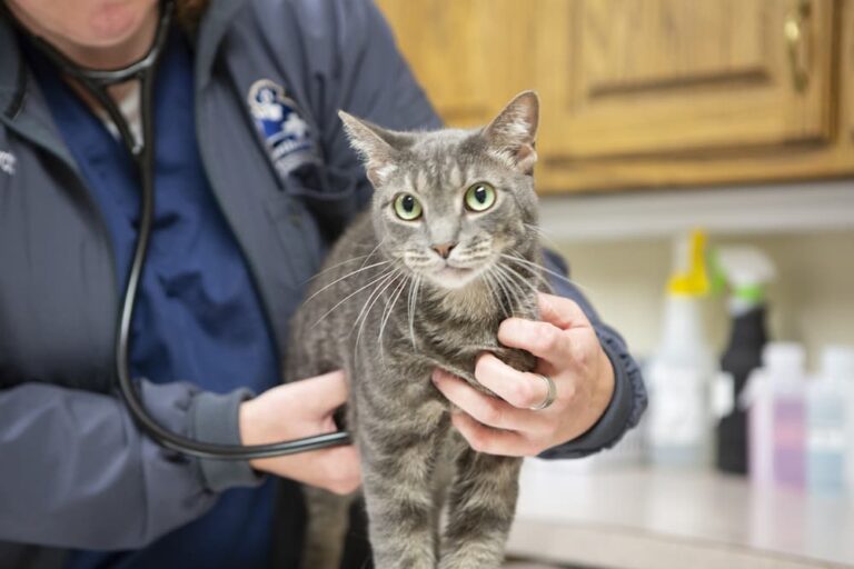 Adult Cat - Hawthorne Animal Hospital Ltd.